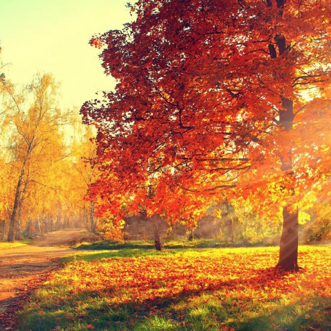 Photography Backdrops Yellow Golden Leaves Deciduous Sunlight Autumn ...