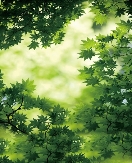 Nature Photography Backdrops Green Maple Leaves Background For Photo Studio