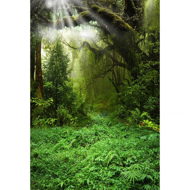 Nature Photography Backdrops Sunshine Jungle Vegetation Green Banyan ...