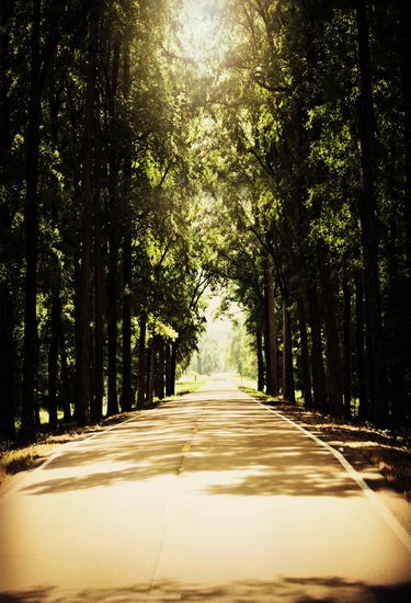 Nature Photography Backdrops Trees Path sunshine Background