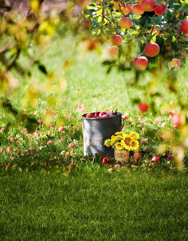 Nature Photography Backdrops Apple Tree Ripe Apples In Autumn Background