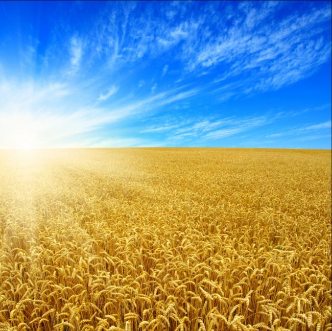 Wheat Fields Crop Blue Sky Clouds Autumn Photography Background Backdrops