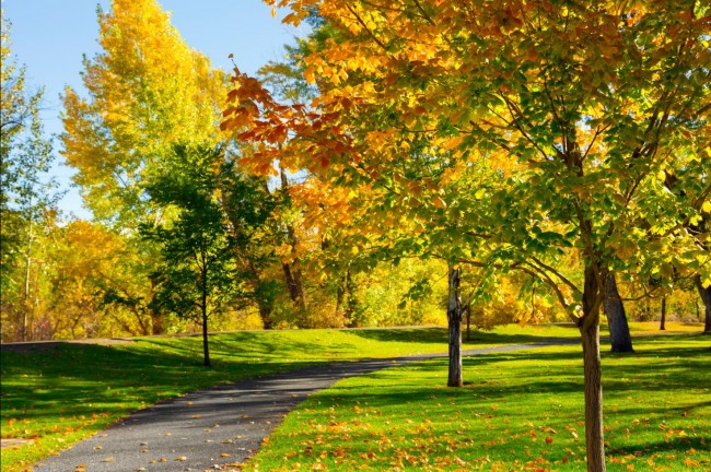 Photography Backdrops Green Golden Leaves Path Autumn Background