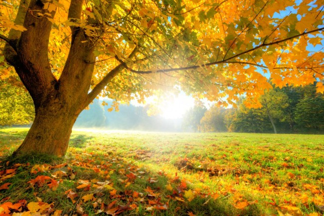 Autumn Photography Background Golden Leaves Lawn Sunshine Backdrops