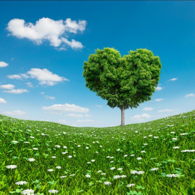 Green Love Tree Prairie Blue Sky Abstract Photography Background Backdrops