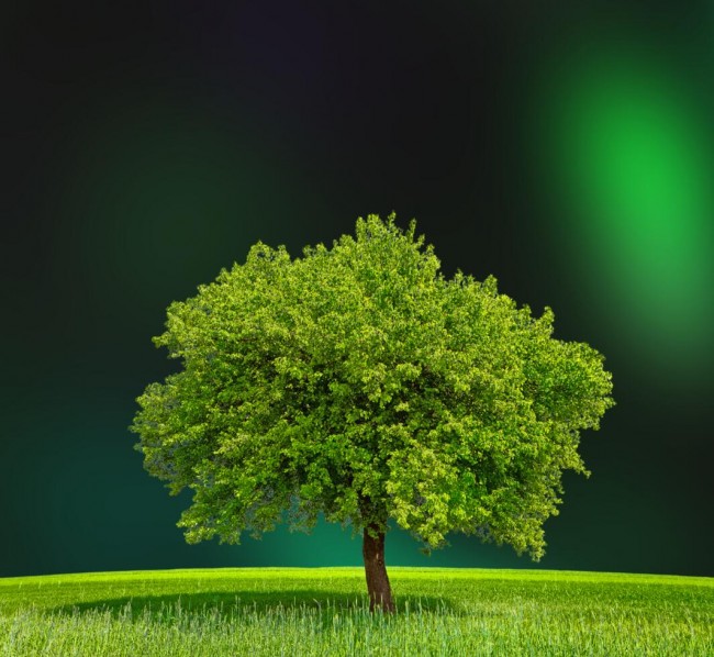 Green Light Tree Prairie Photography Backdrops Abstract Background