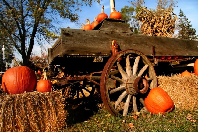 Pumpkin Haystack Farm Photography Background Thanksgiving Day Backdrops