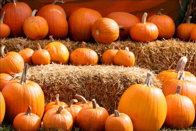 Pumpkin Haystack Photography Background Thanksgiving Day Backdrops