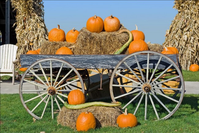 Photography Backdrops Pumpkin Haystack Thanksgiving Day Background