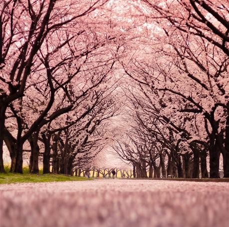 Flowers Photography Background Cherry Blossom Corridor Backdrops